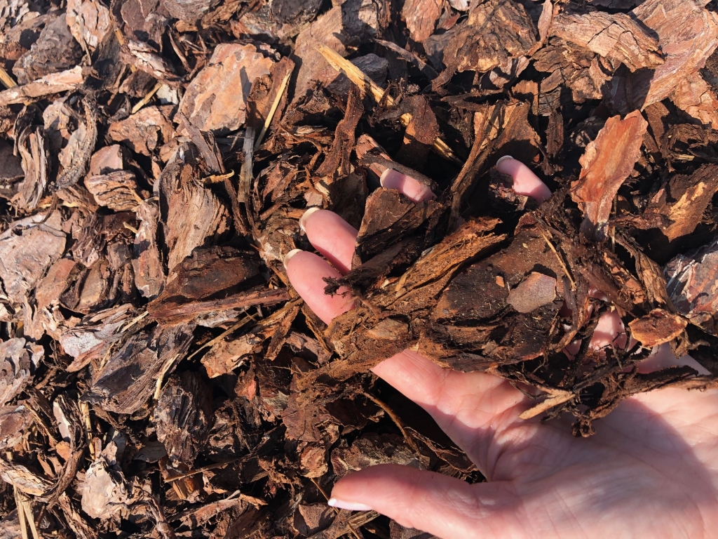 Pine Nuggets 1 - Stourton Estates